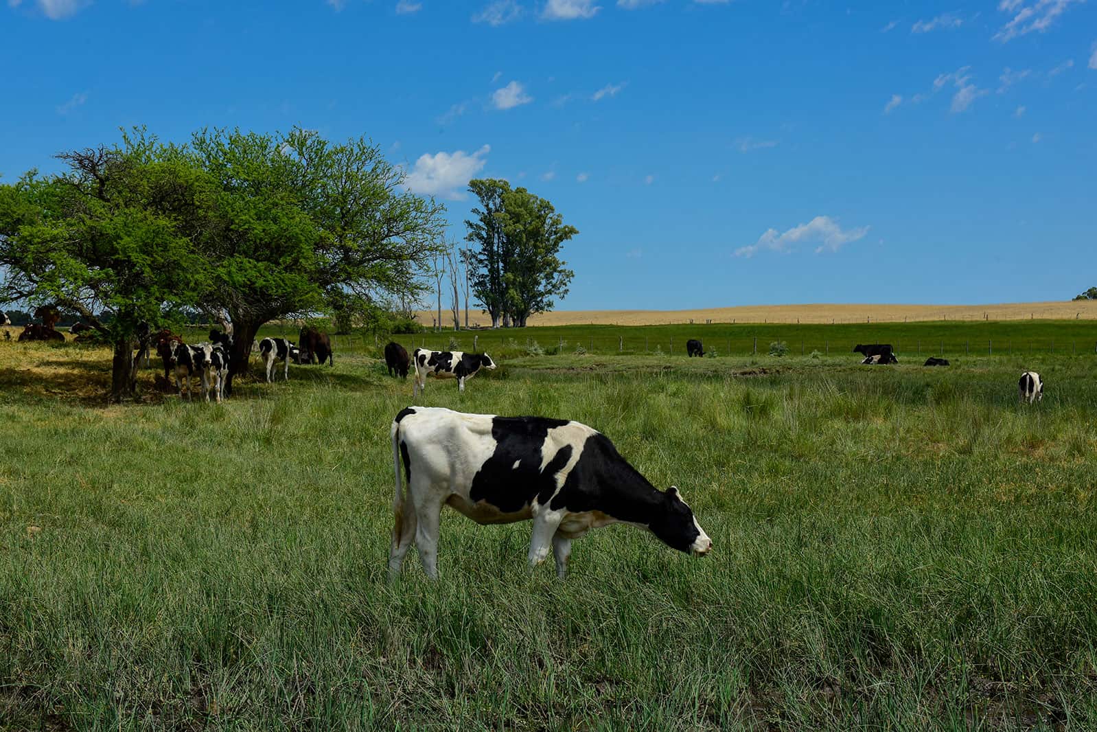 Restoring Pastures - Bairlien Landscaping
